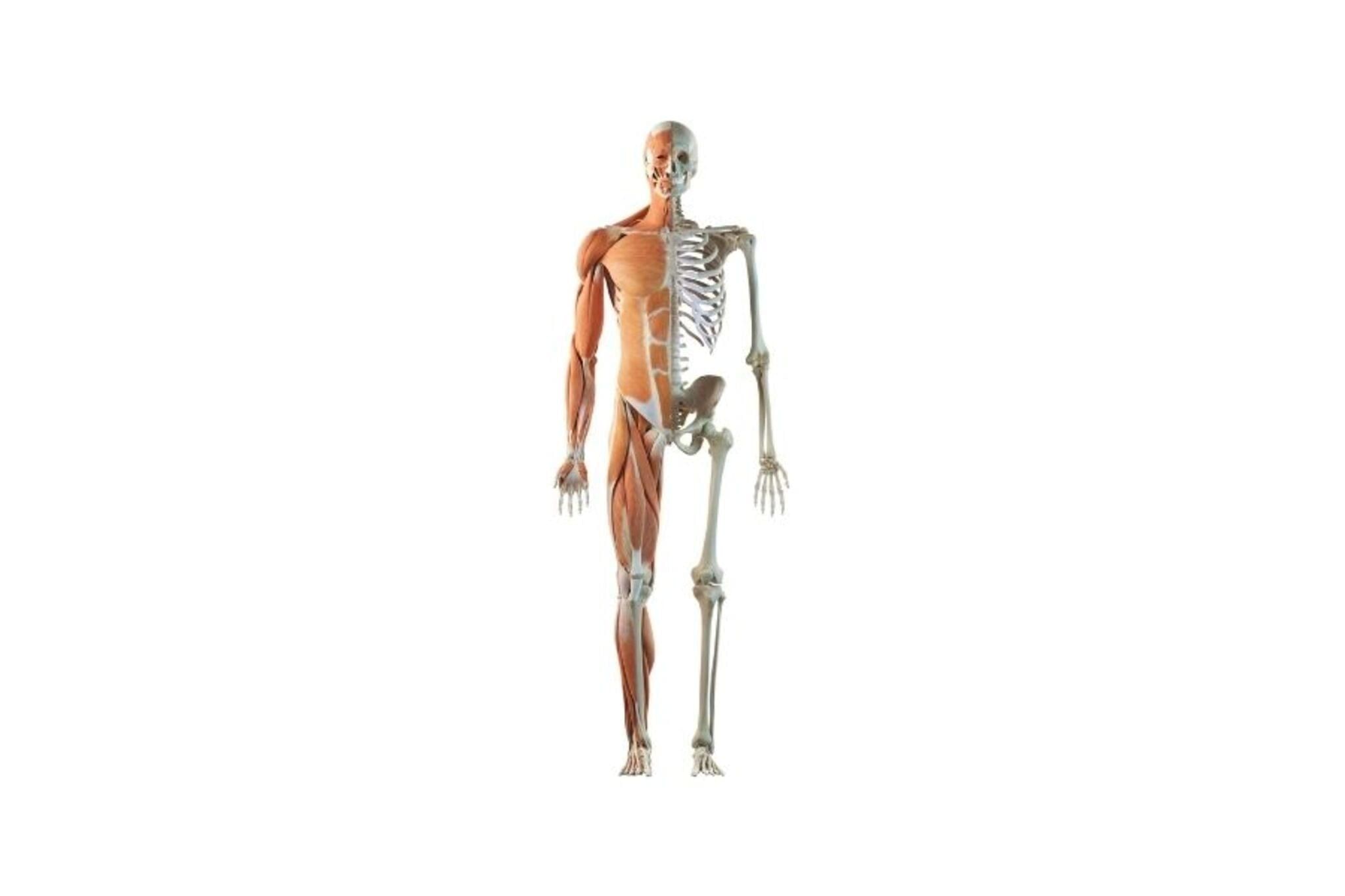 how-to-draw-the-musculoskeletal-system-diy